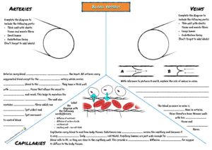 Blood Vessels - Science Sauce