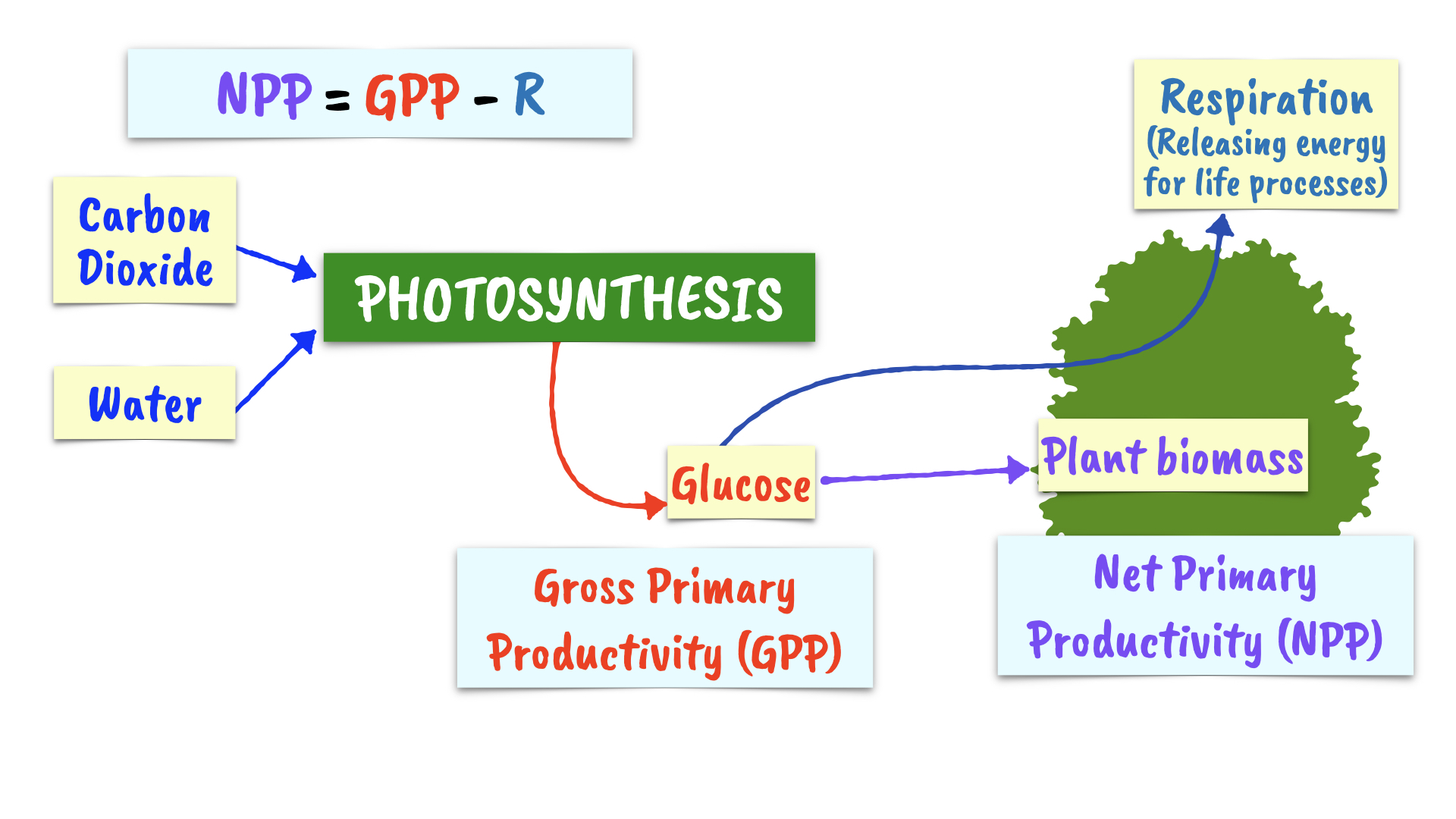 Primary Productivity Explained - Science Sauce