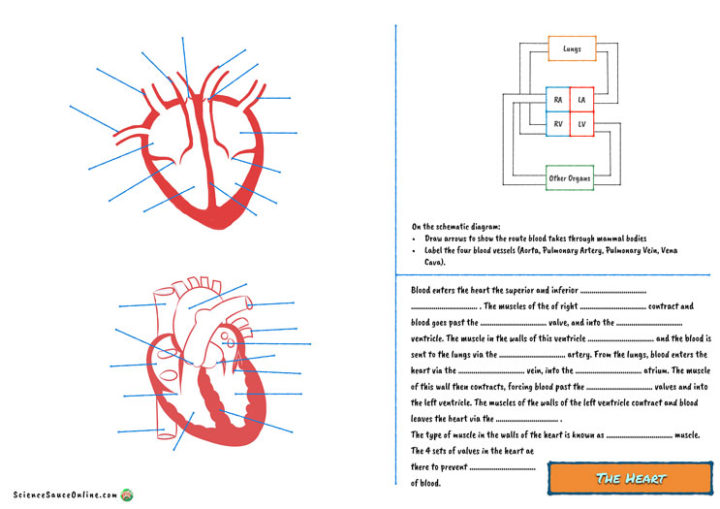 The-heart - Science Sauce