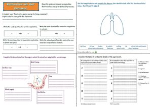 respiration and gas exchange - Science Sauce